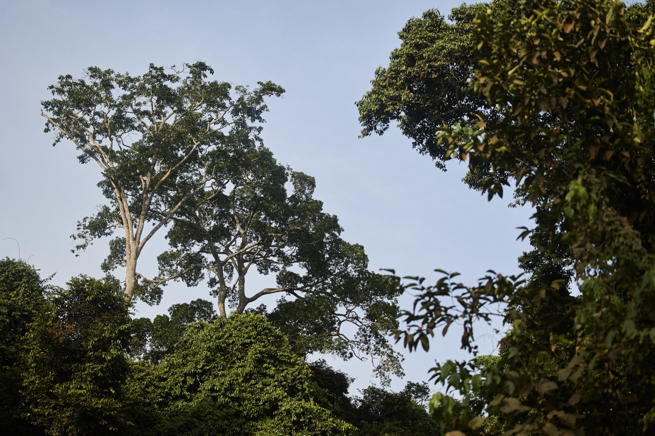 L’ATIBT présente au One Forest Summit les 1er et 2 mars 2023 | Le ...